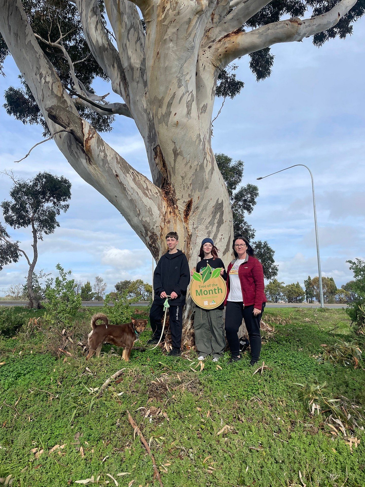 Tree of the Month | City of Marion